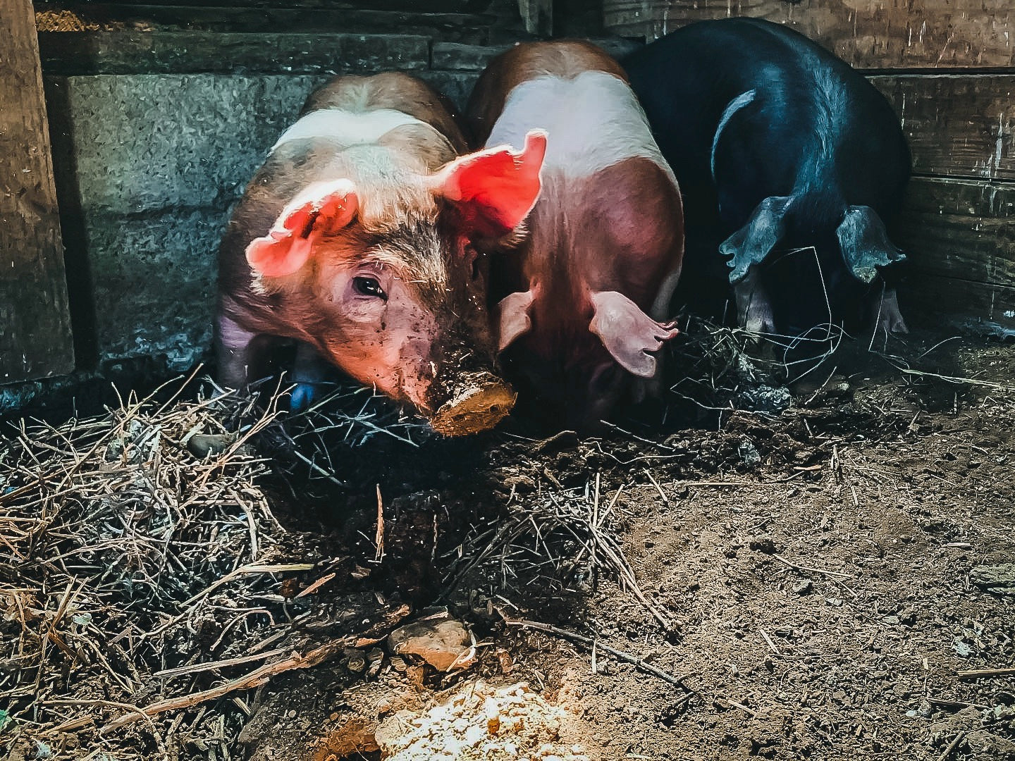 True Blue Farm – TrueBlueFarm